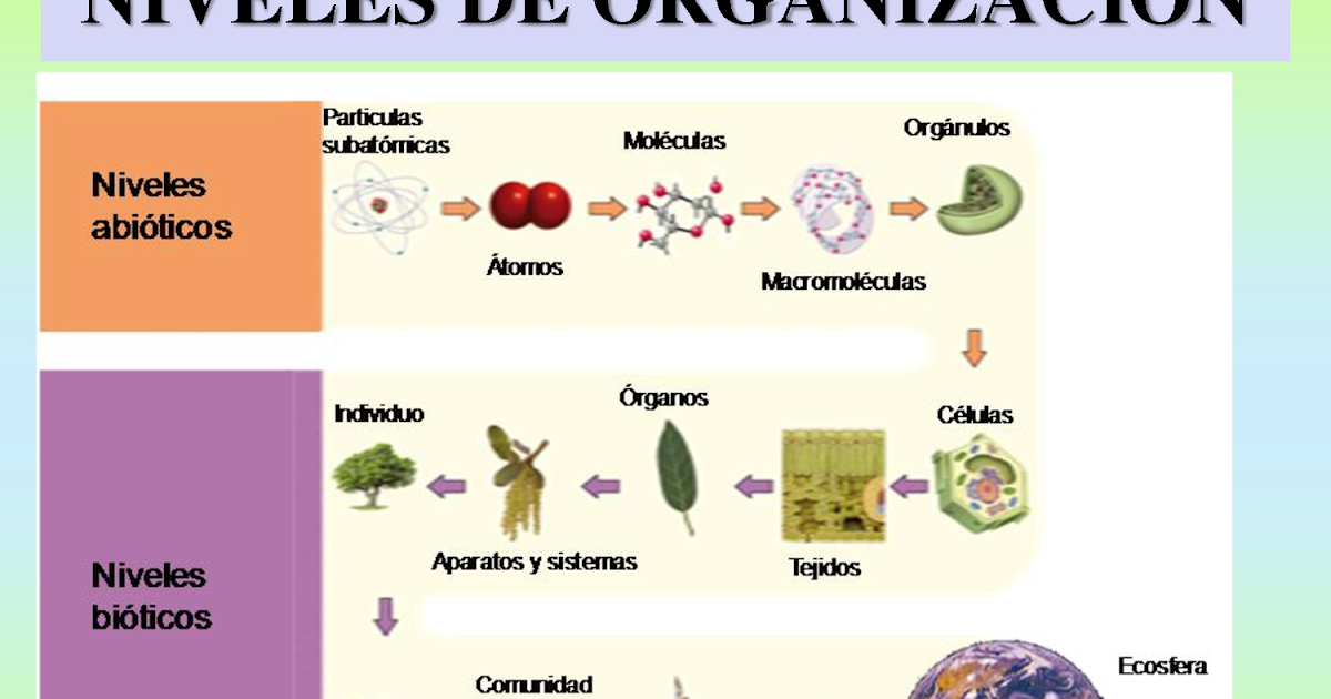 ecologia itace: Niveles de organización de la materia.