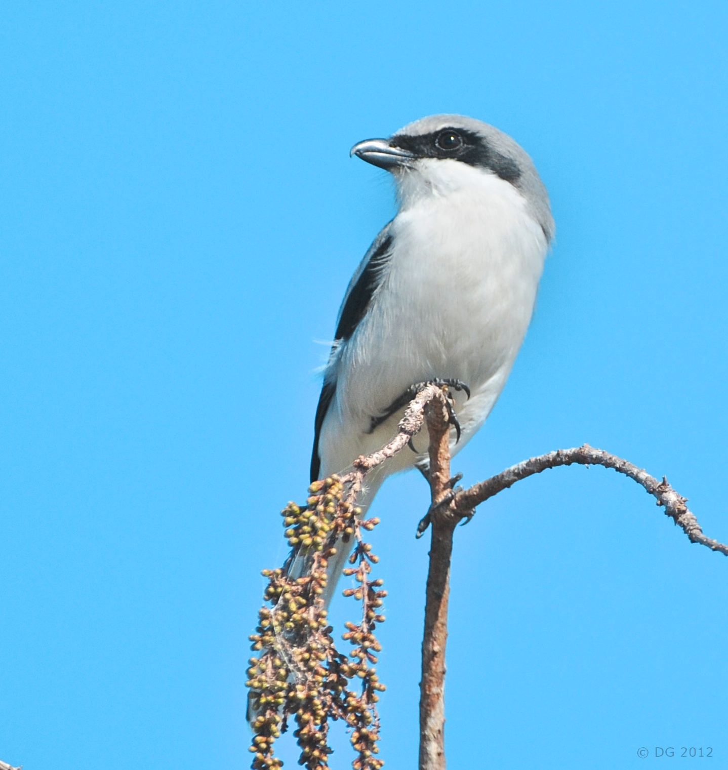 Loggerhead Shrike