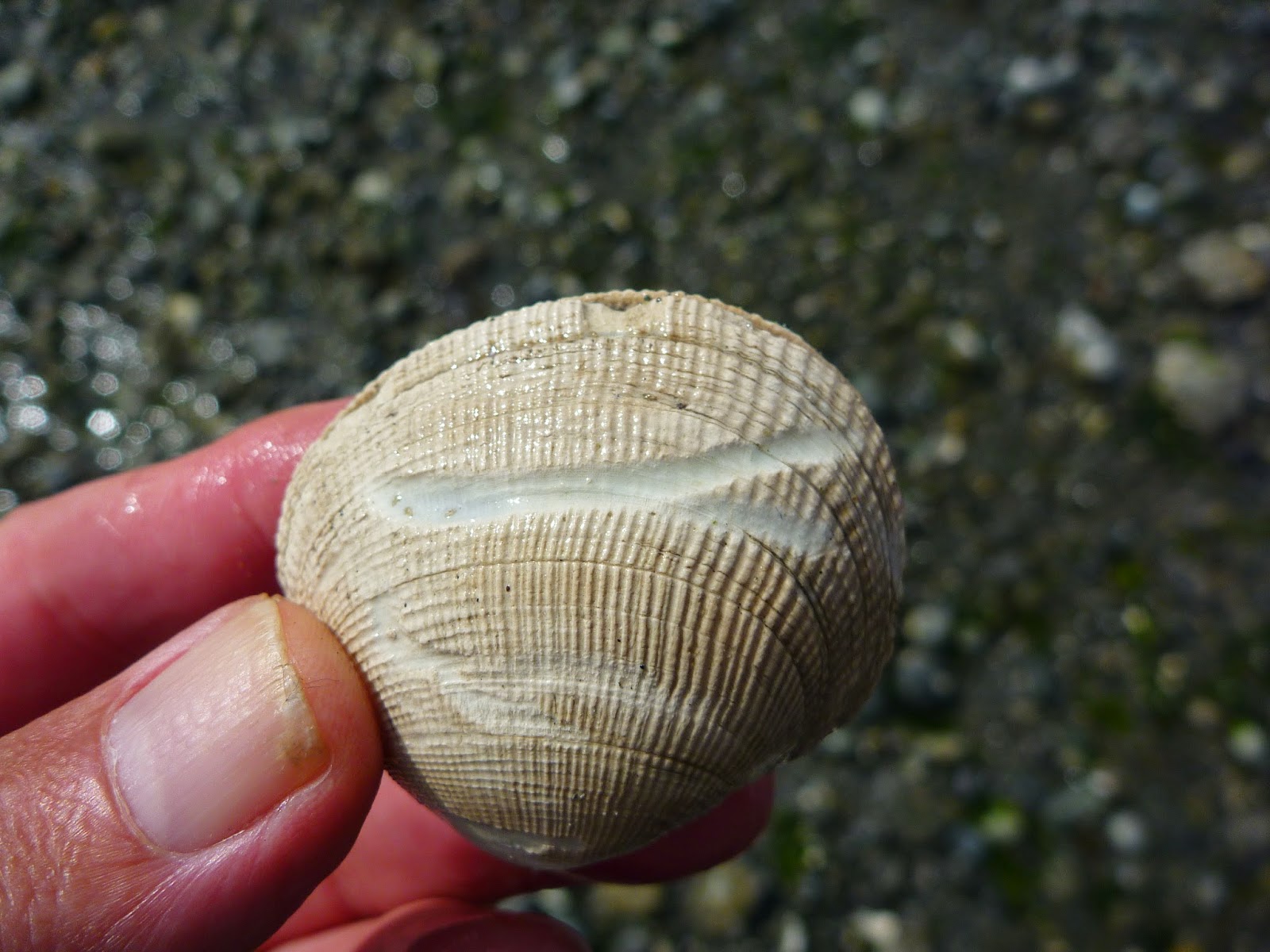 Buzz's Marine Life of Puget Sound: GROOVED CLAM SHELL MYSTERY