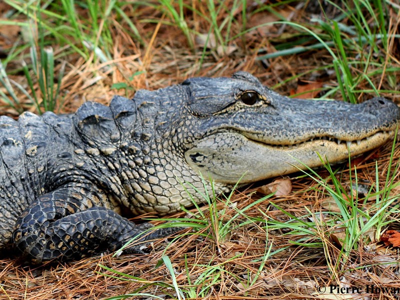 pictures of a giant alligator, all types of animals pictures, cute ...