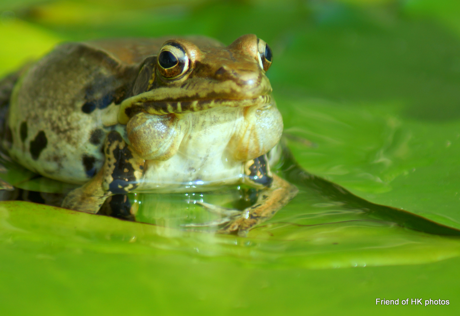 Photographic Wildlife Stories in UK/Hong Kong: Frog Looking For Love