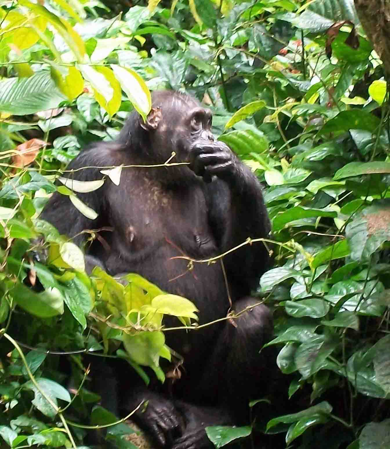 GRANDES SIMIOS - HERMANOS EVOLUTIVOS. Estudios que avalan nuestro ...