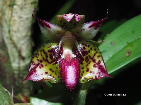 The rainforests of Borneo & Southeast Asia: Bulbophyllum signatum (wild ...