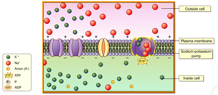 BIOLOGY FORM 6: NERVE IMPULSE