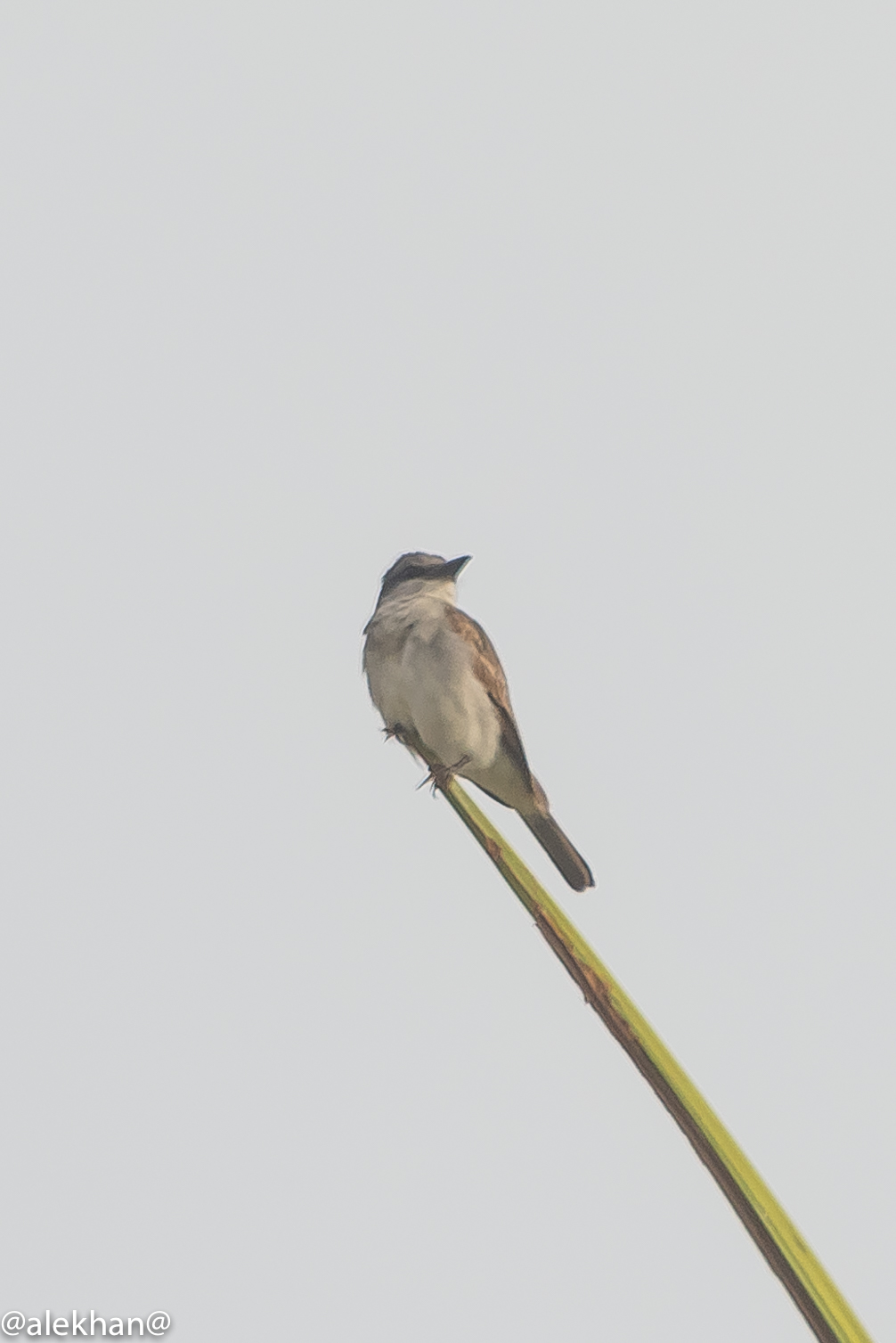 Pájaros, Pajarracos: Pitirre (Gray Kingbird)