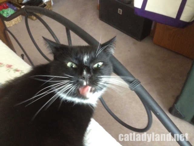 Catladyland: Cats are Funny: Pucker Up, Smacky Lips!