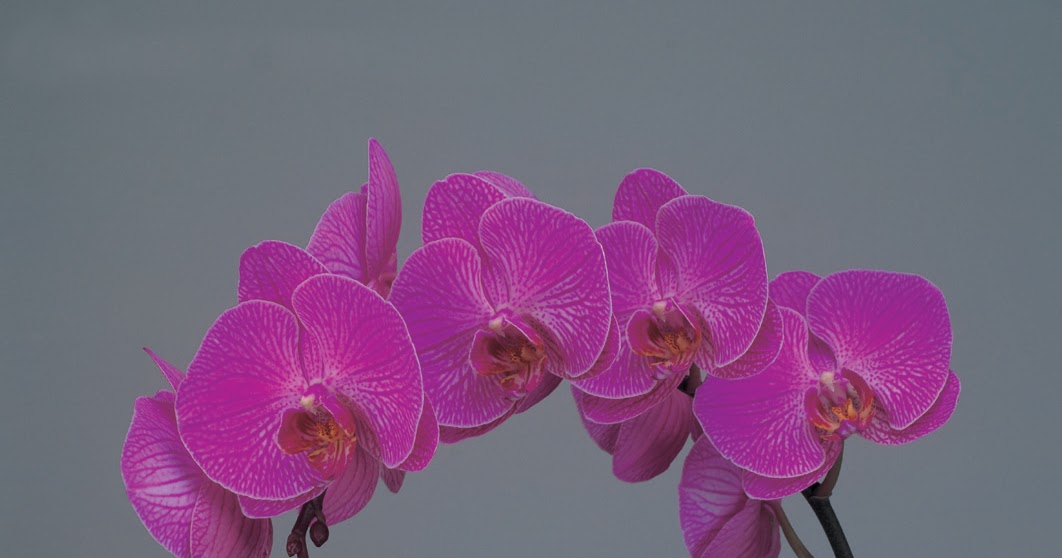 Terbaru 49+ Bunga Vs Riba, Gambar Bunga