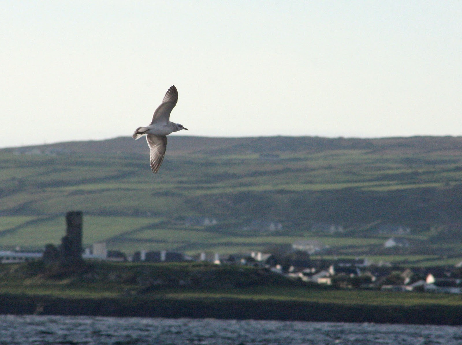 A life at the shoreline. .. by Jeff Copner : Med Gull flight in Lahinch