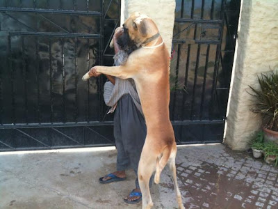 kelvin black: Most Dangerous Dogs in the World