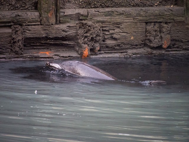 White Wolf : Dolphin Stranded in Brooklyn's Heavily Polluted Gowanus Canal