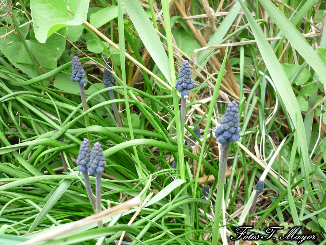Flores y plantas silvestres: " Muscari neglectum ". Agüelicos, Ajo de ...