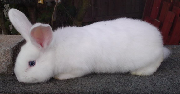 Beveren Rabbit Pictures