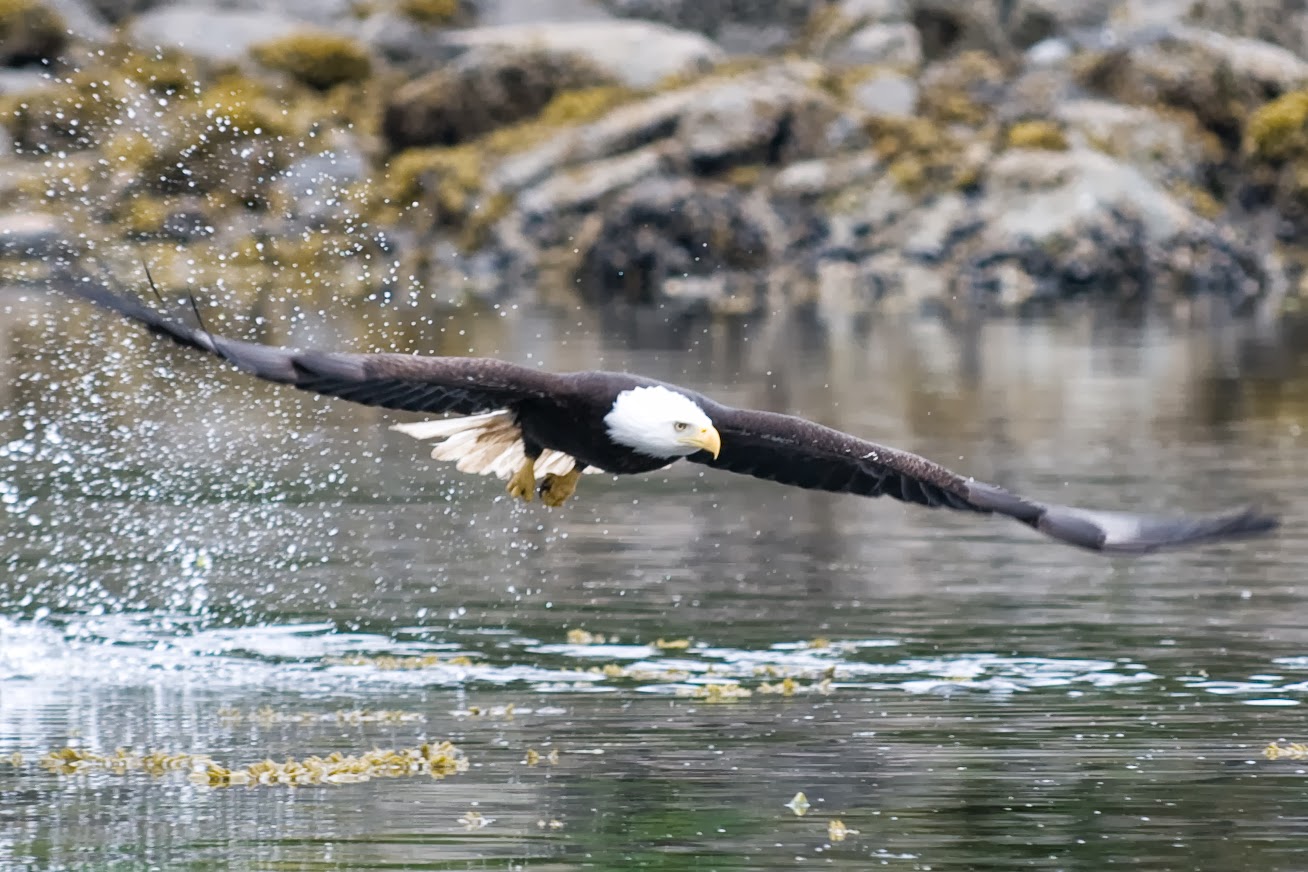 menopausal mumma: Bald Eagle Action Shots by Randal Rodgers