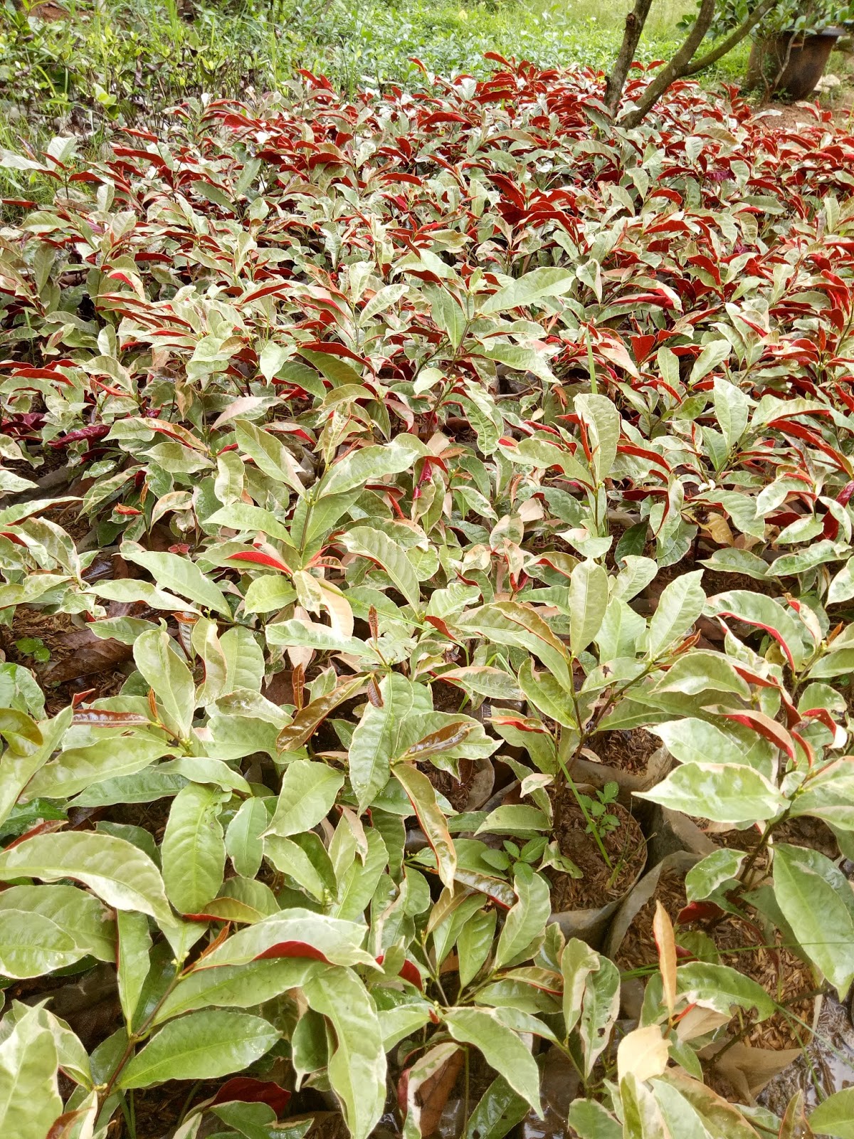 TOKO TANAMAN HIAS SEMARANG ~ SINOX NURSERY