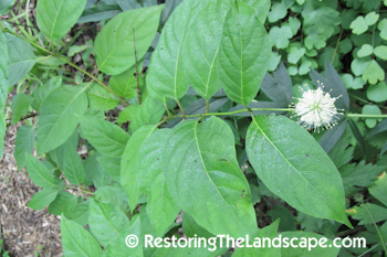 Restoring The Landscape With Native Plants: Native Plant of the Week ...