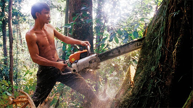Timber smugglers escape after gun battle | North East India News