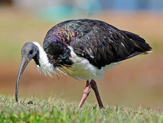 Bird Photographs: Kununurra - Derby W.A.