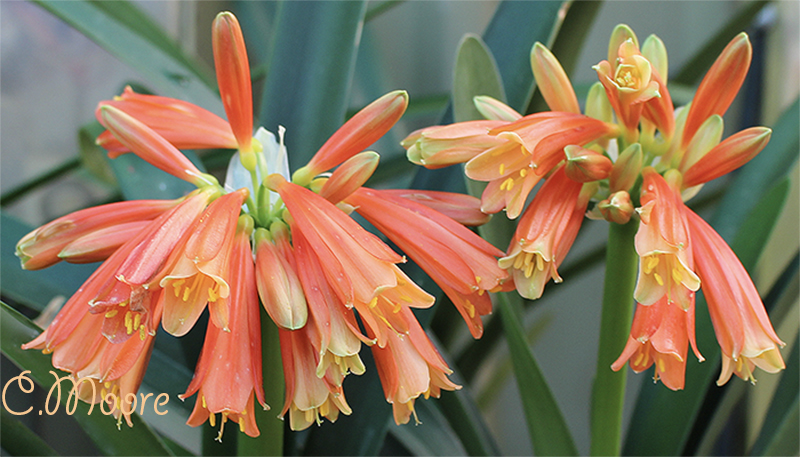 Day Lilies in Australia: Clivia Advice on Growing Clivias in Your Garden.