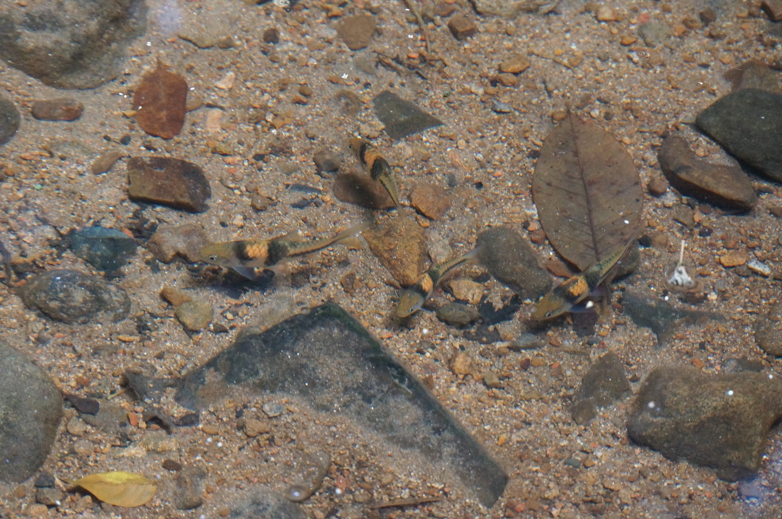 Malaisie - jour 12 : Tioman - Jungle trek vers Juara