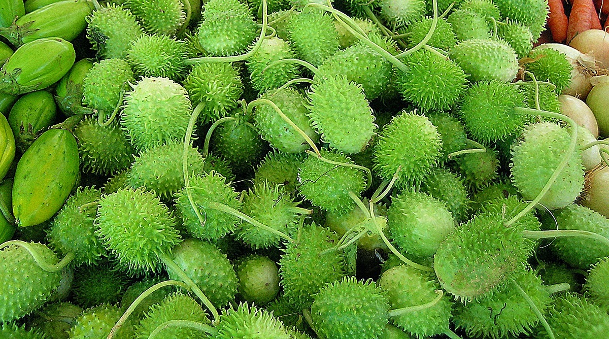 Maxixe Nordestino Sementes P/ Mudas - R$ 7,99 em Mercado Livre