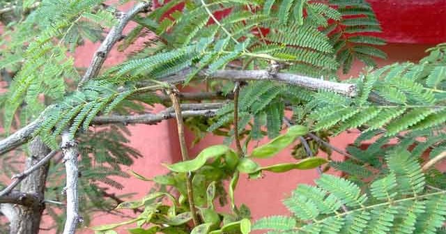 Shami Puja on Vijayadasami Day - Importance of Shami Tree Worshipped on ...