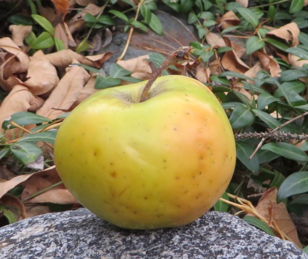 Surprise * - Adam's Apples