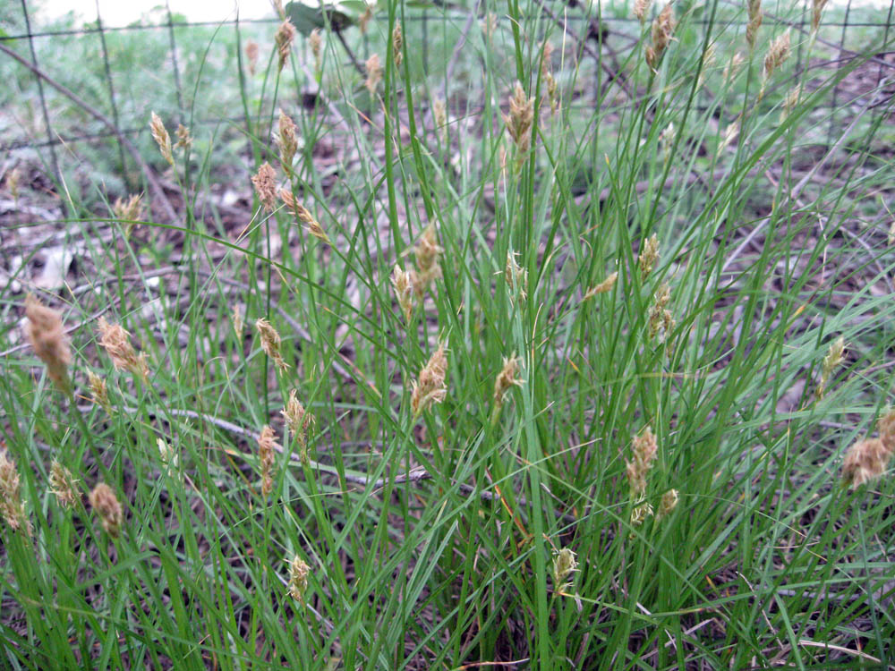 Mother Nature's Backyard - A Water-wise Garden: Plant of the Month ...