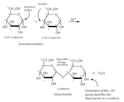Biology AS Notes: 2016