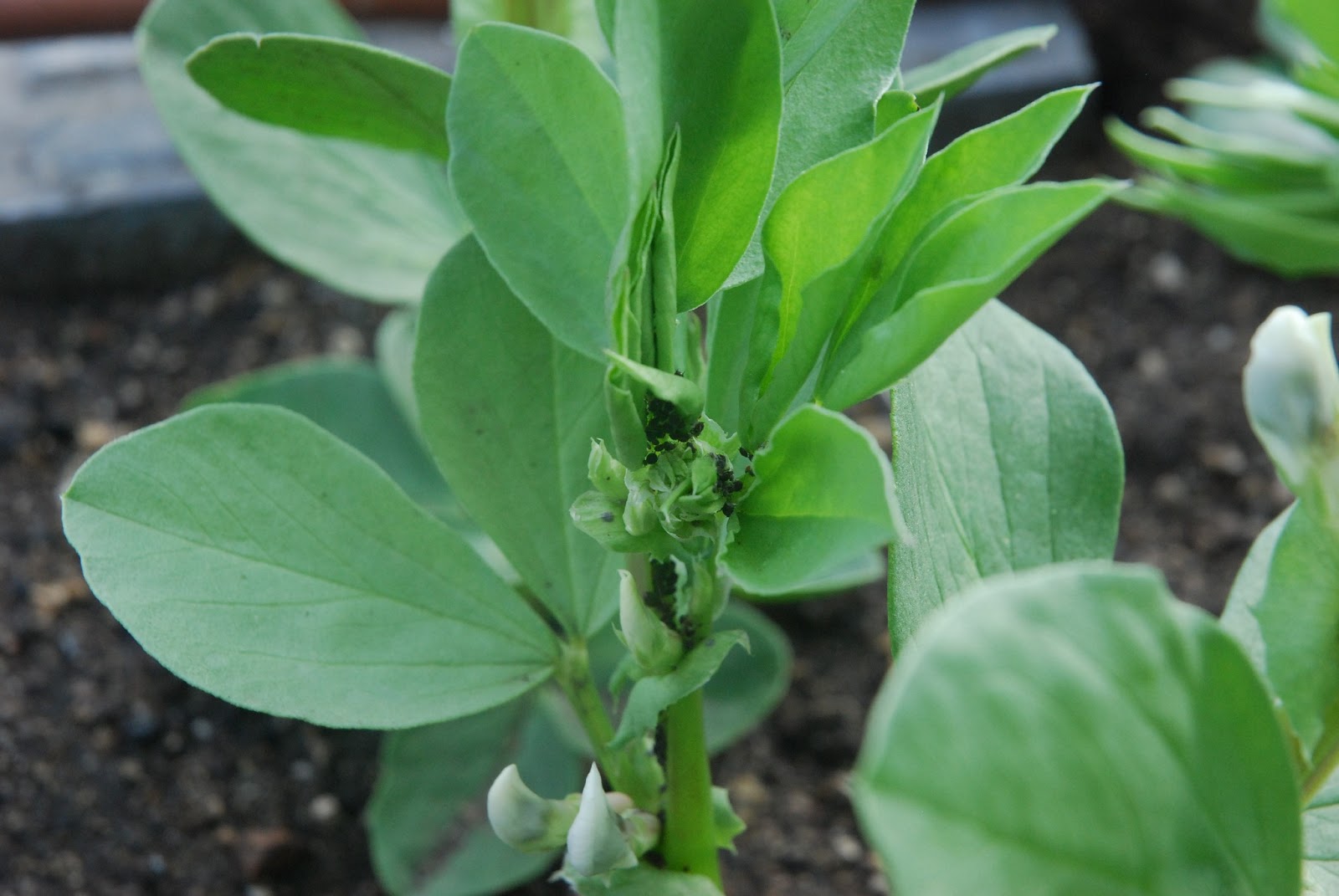 Horta orgânica: Pulgón en las habas