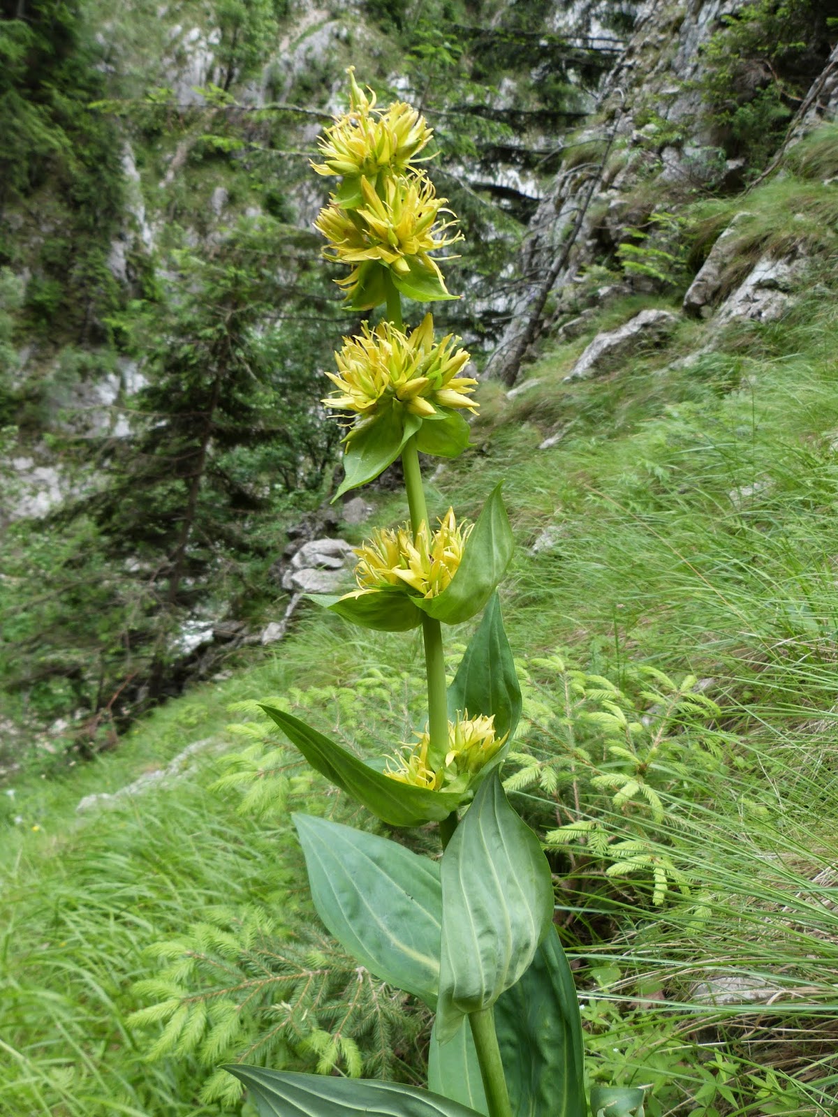 Frumusetile naturii: Ghinţură galbenă (Gentiana lutea)