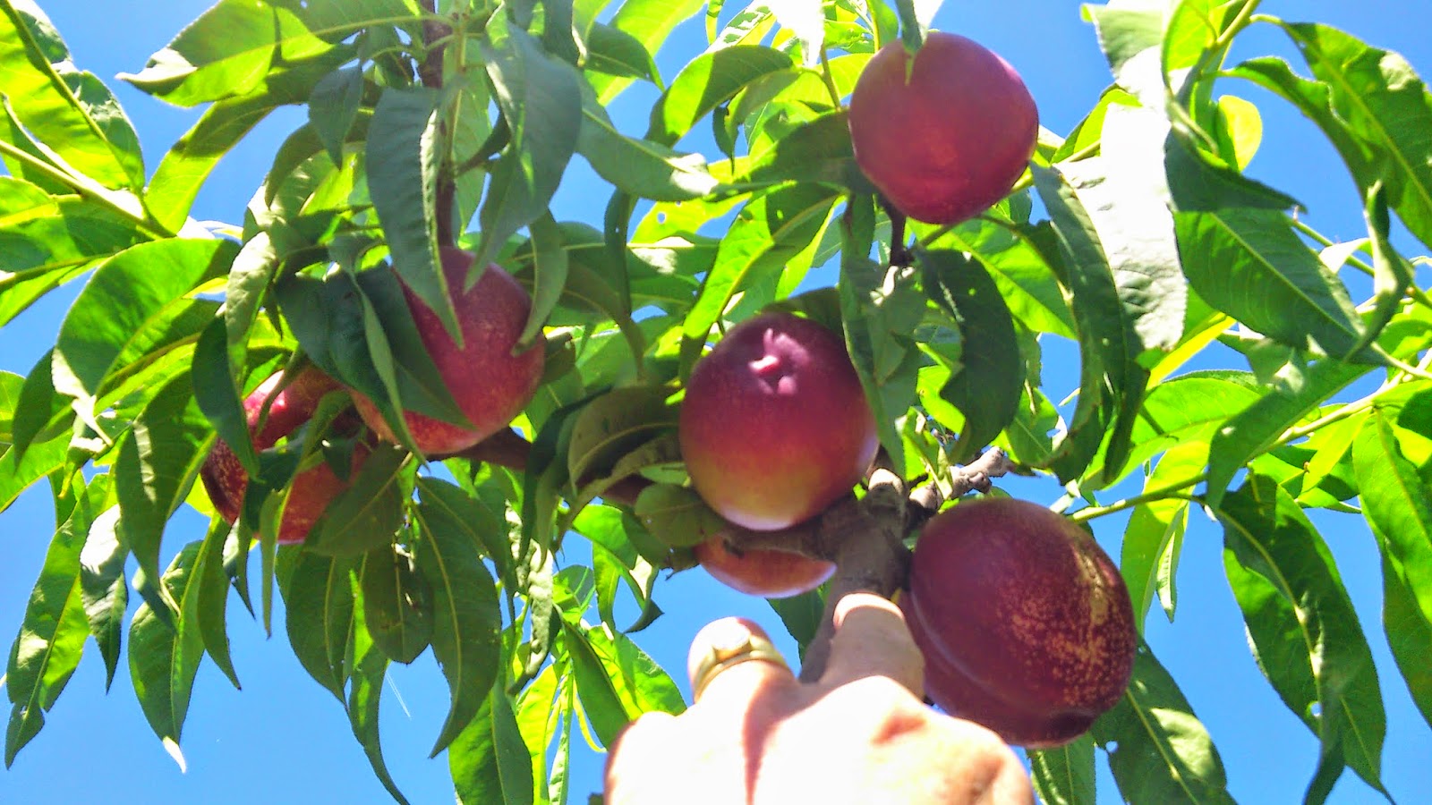 CulturAgriCulturE: 17- Resultado del aclareo