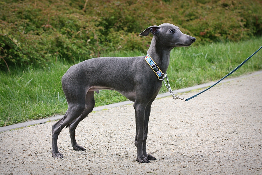 STUPOR MUNDI FCI Italian Greyhound Breeder, Piccolo Levriero Italiano ...