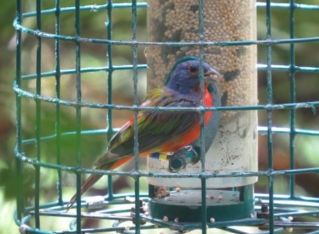 Bird Banding: Learning From Birds In-hand: Painted Buntings - Season Three