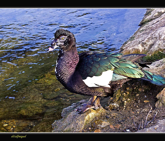 MIS AMIGAS LAS AVES: El pato criollo, pato mudo o pato almizclado ...