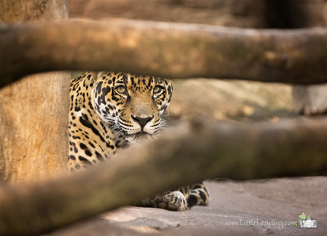 Little Leapling Photography: Zoom Zoom Zoo!