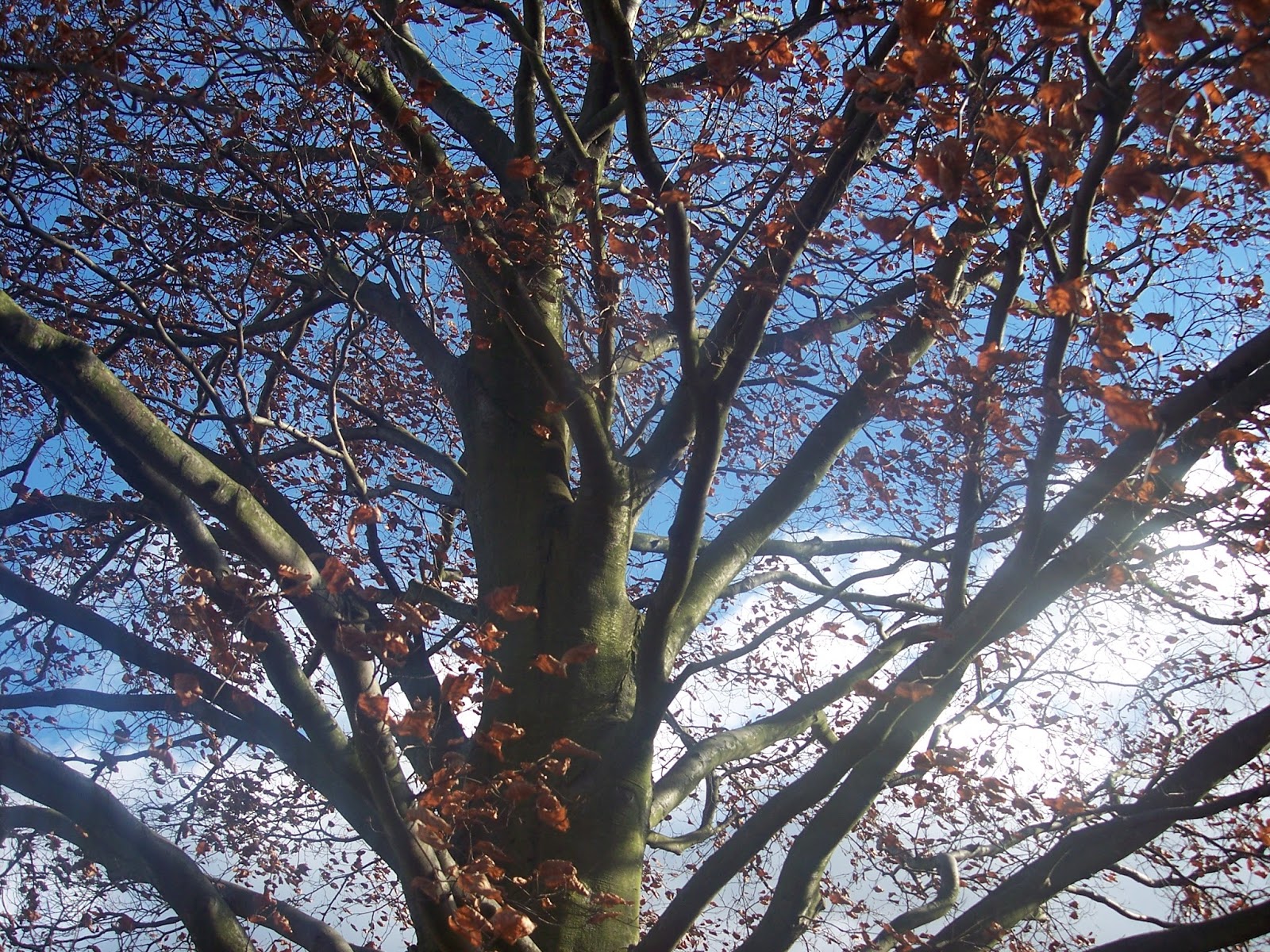 Trees Planet: Fagus sylvatica – European Beech