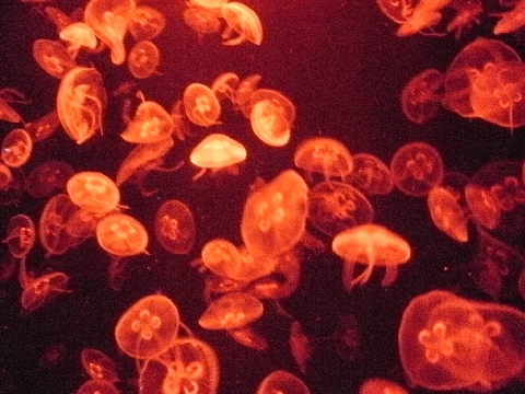 Tips Ground: The Beauty of Jellyfish (with Some Interesting Facts)