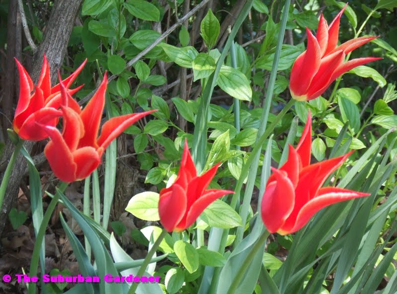 The Suburban Gardener: Asiatic Lily Sphinx and the Stylish Blogger Award