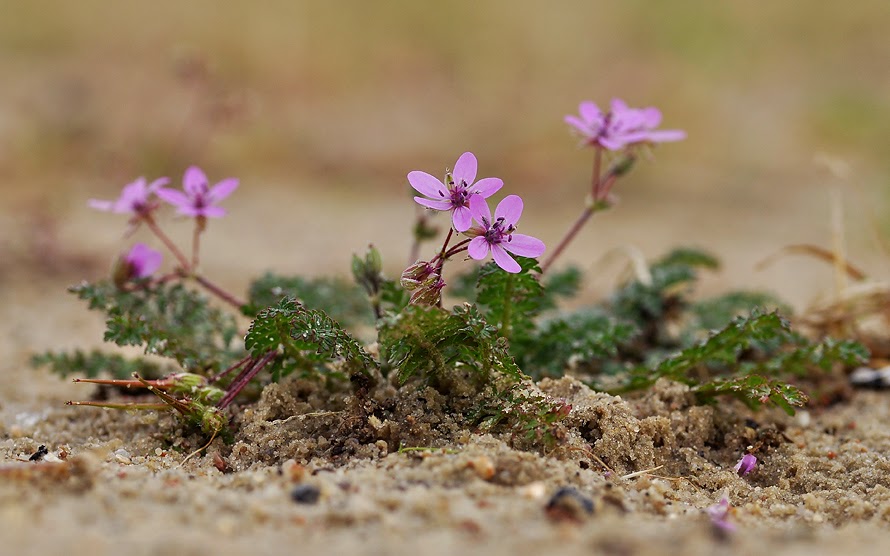 OBRAZY NATURY: Iglica pospolita (Erodium cicutarium)