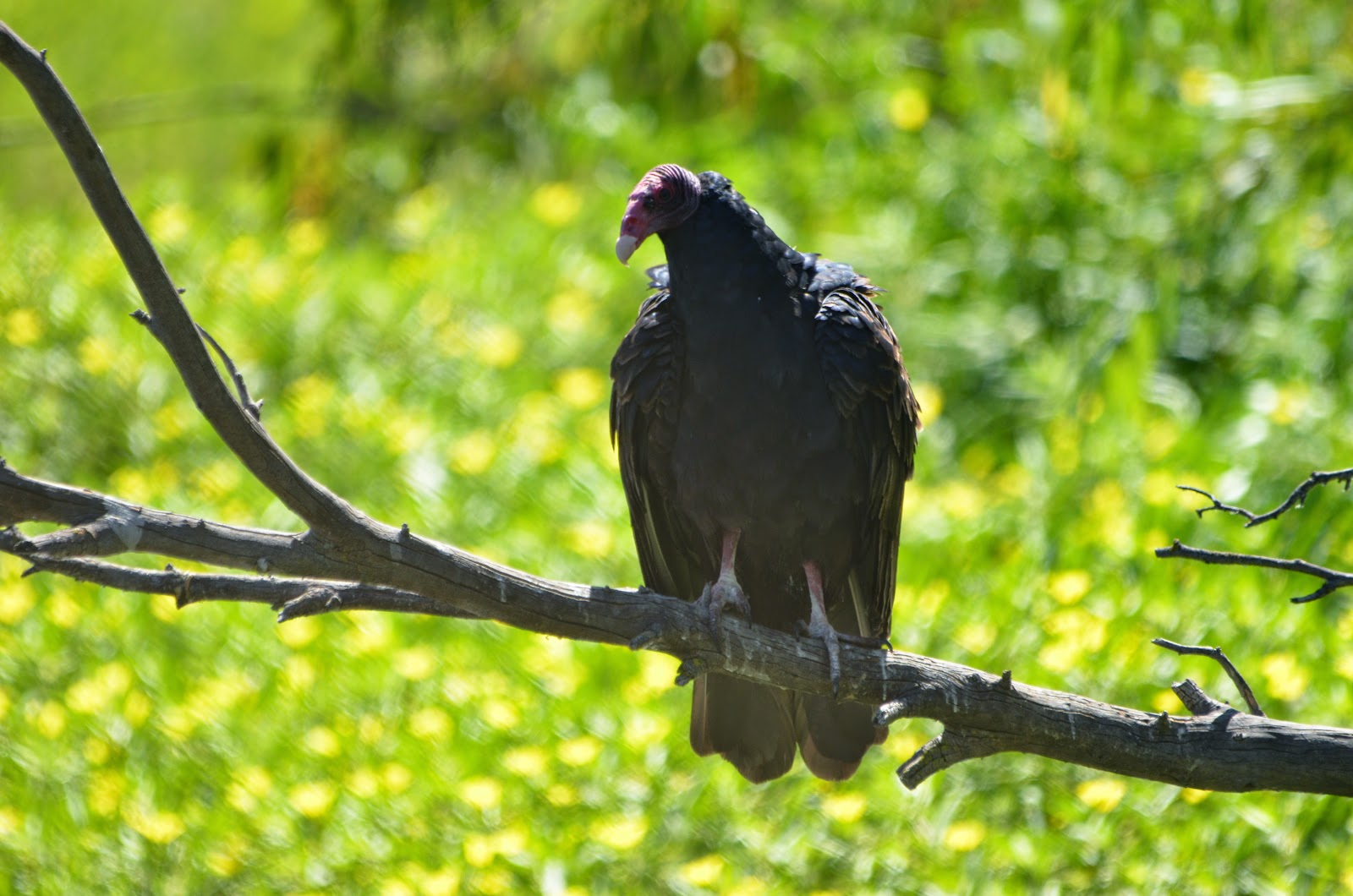 Tough is not enough: Turkey Vultures in Vasona Park, Los Gatos, CA