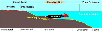 Peces pelágicos, demersales y bentónicos