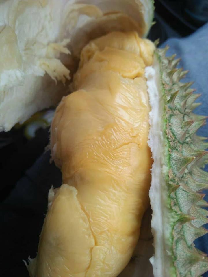 D2 - Durian D2 Dato' Nina