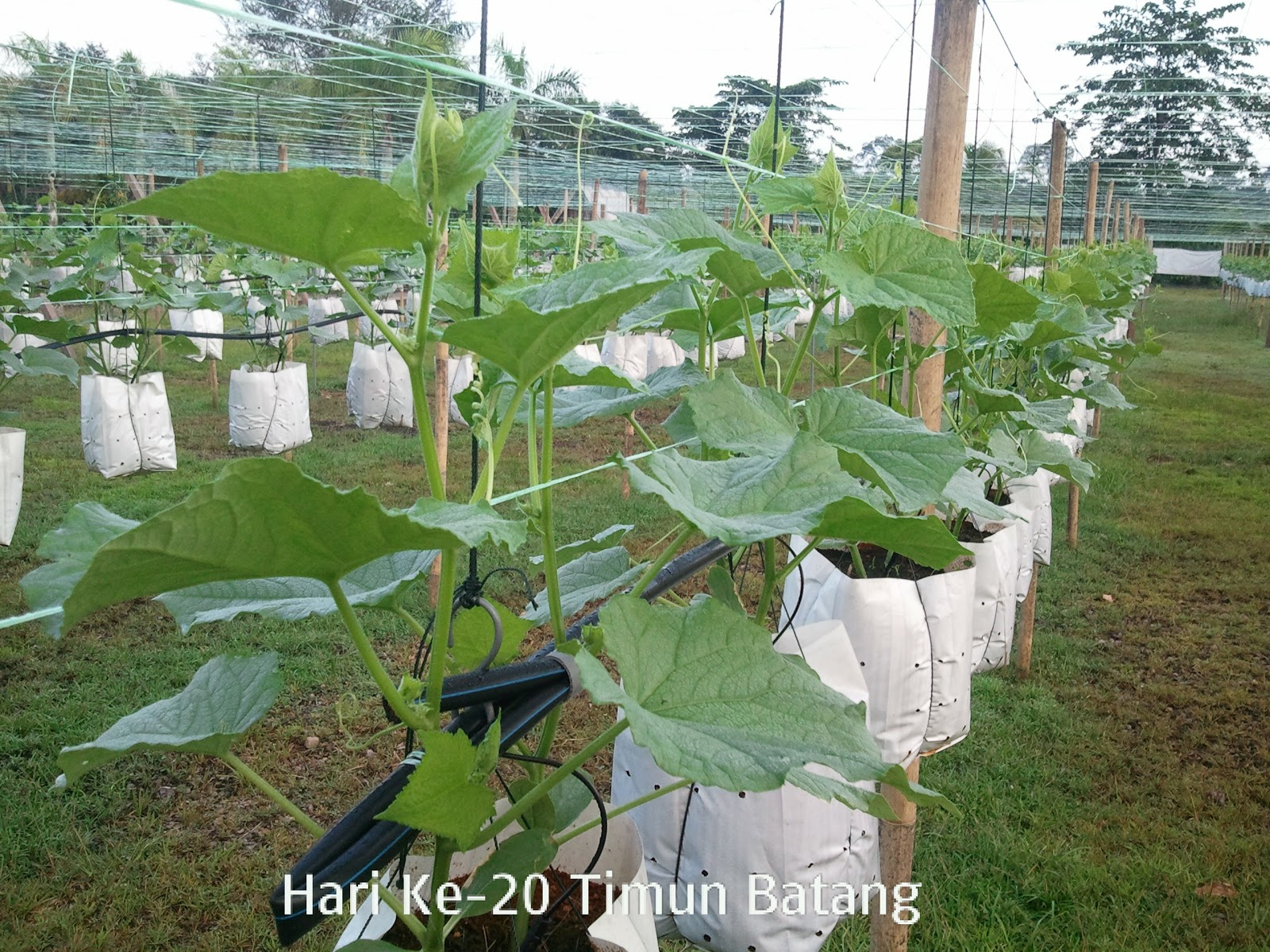 OBO: Projek Tanaman Timun Fertigasi Terbuka Di SMK Kuala Jengal, Dungun ...