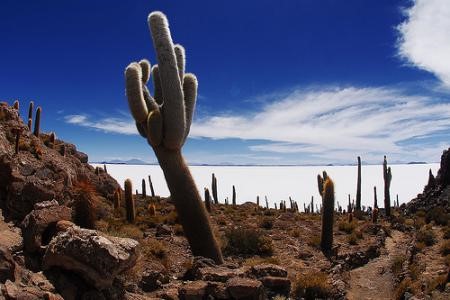 eco - regiones Bolivia: Puna Norteña