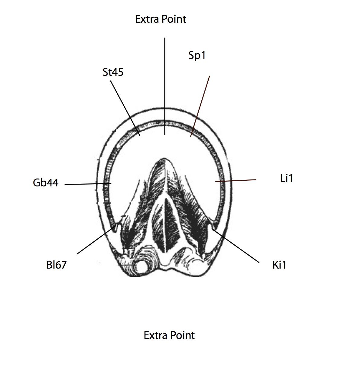 How to get your horse’s hoofs to grow evenly.