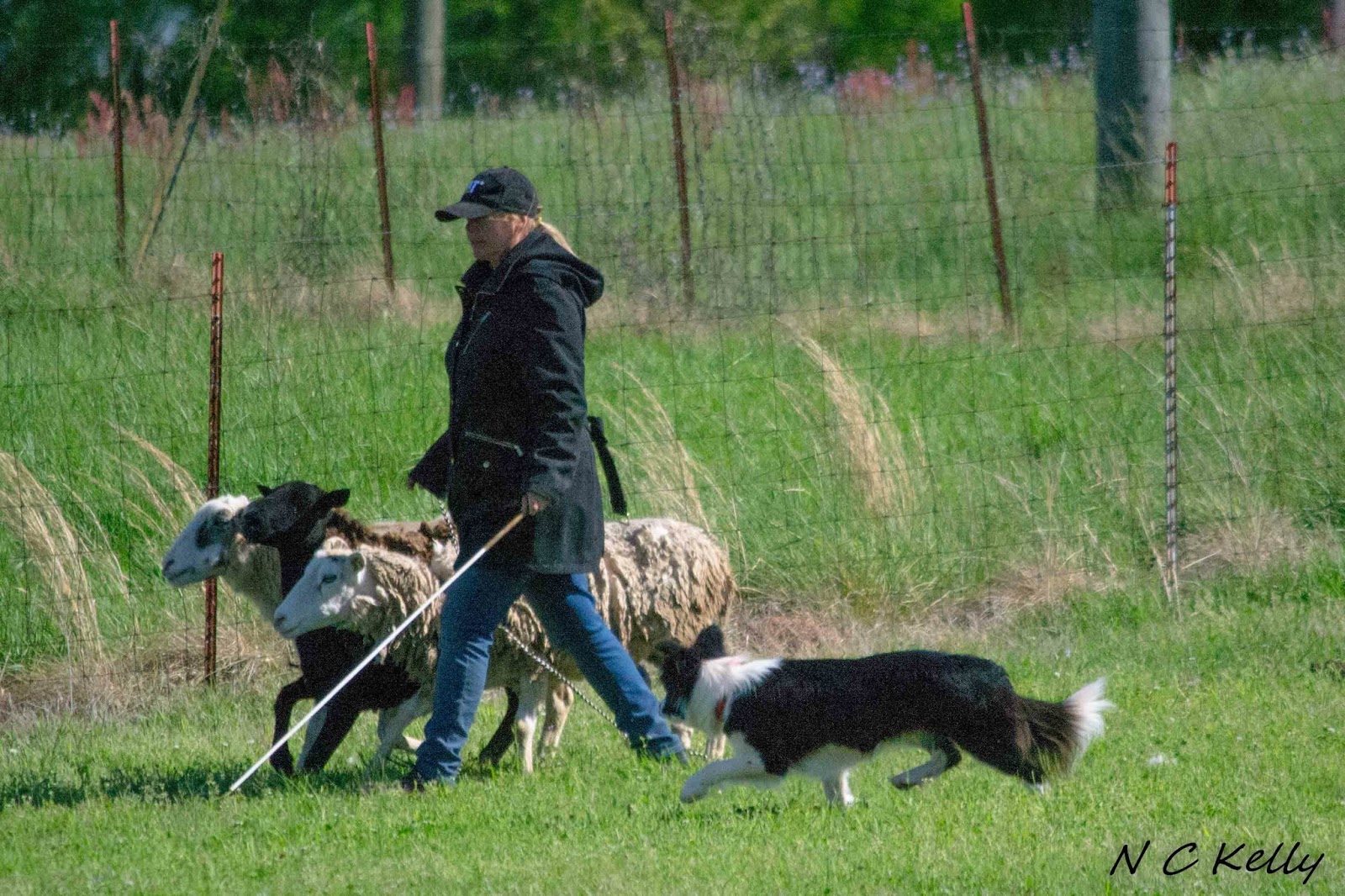 99 Names for Female Border Collies | Scottish, Irish and Welsh Dog Names