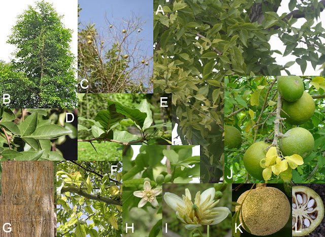 Tumbuhan Bali: Bila: Pohon Sivaratri