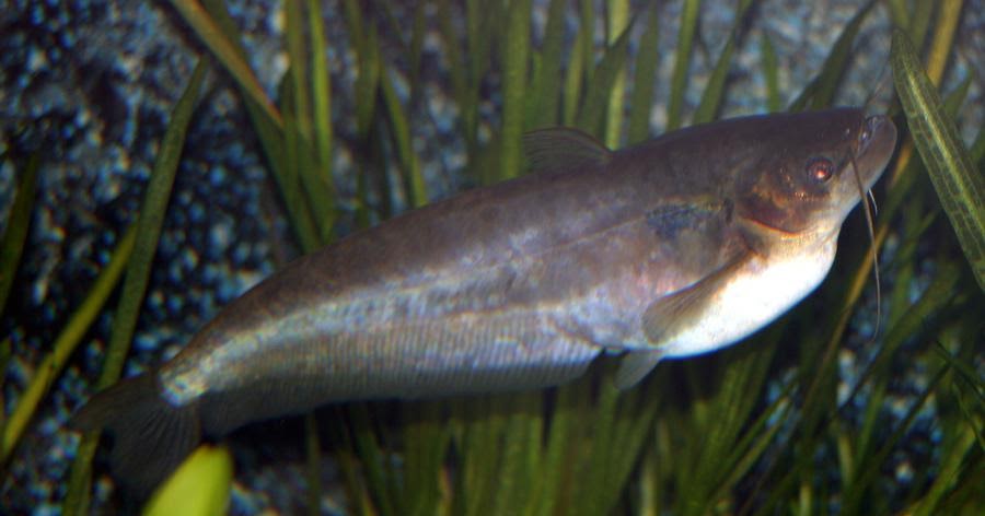 Ompok bimaculatus - Butter catfish- Walapoththa | FRESHWATER FISHES OF ...