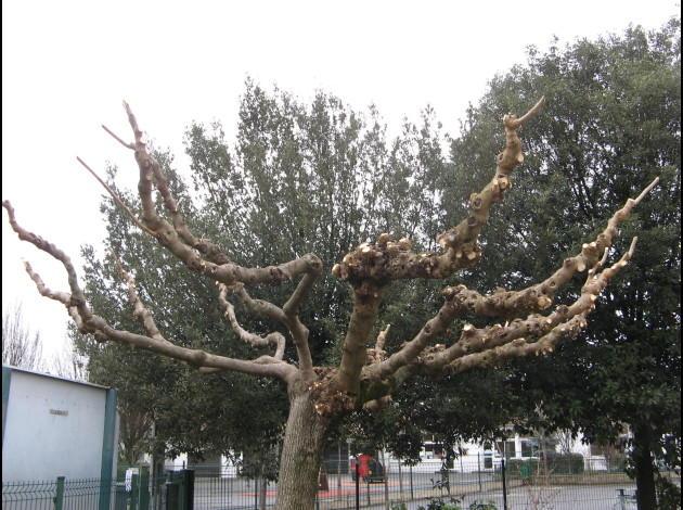 CAVET JARDINAGE: TAILLE D'UN MURIER PLATANE