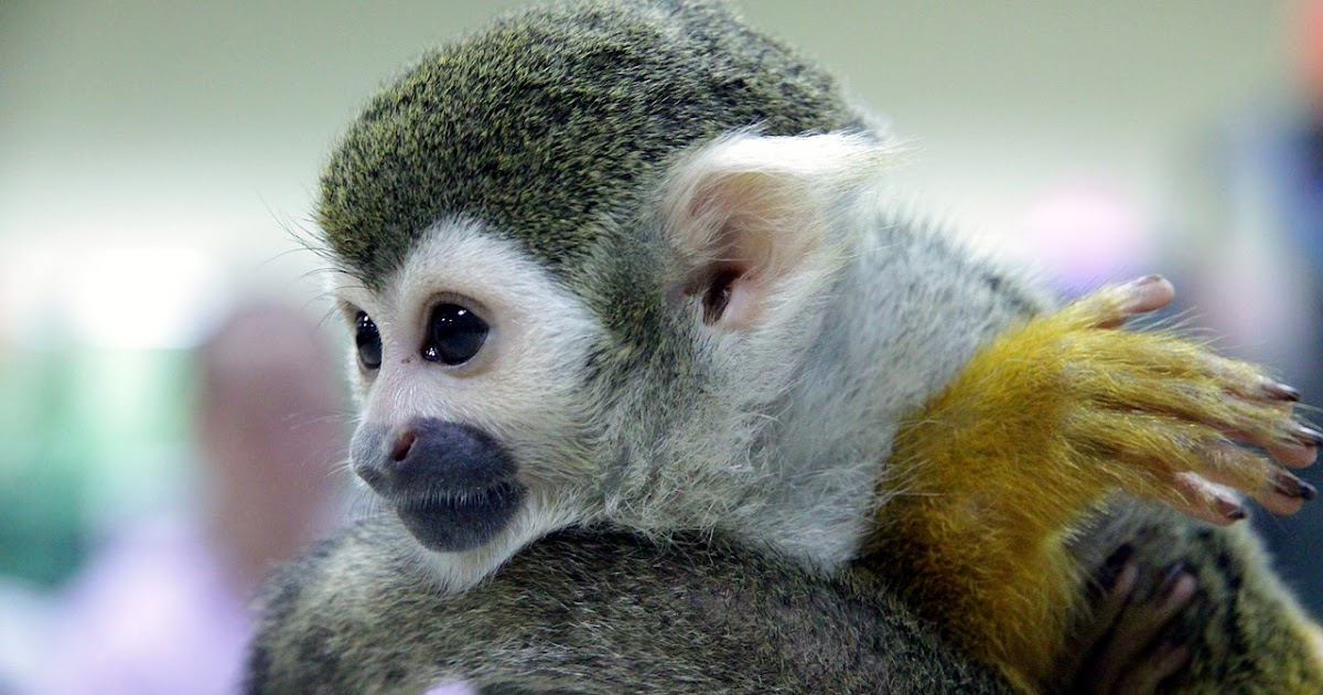 Die Affen - Wilhelm Busch